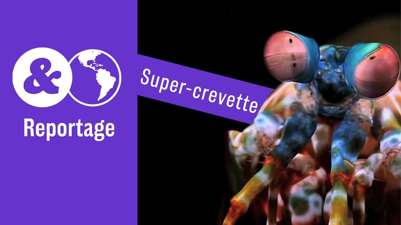 La super-crevette d'Idriss Aberkane - YouTube