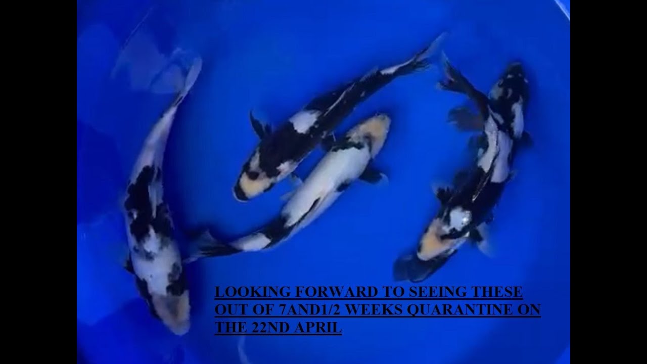 Dock Koi for Yorkshire Koi Society April 2023 - YouTube