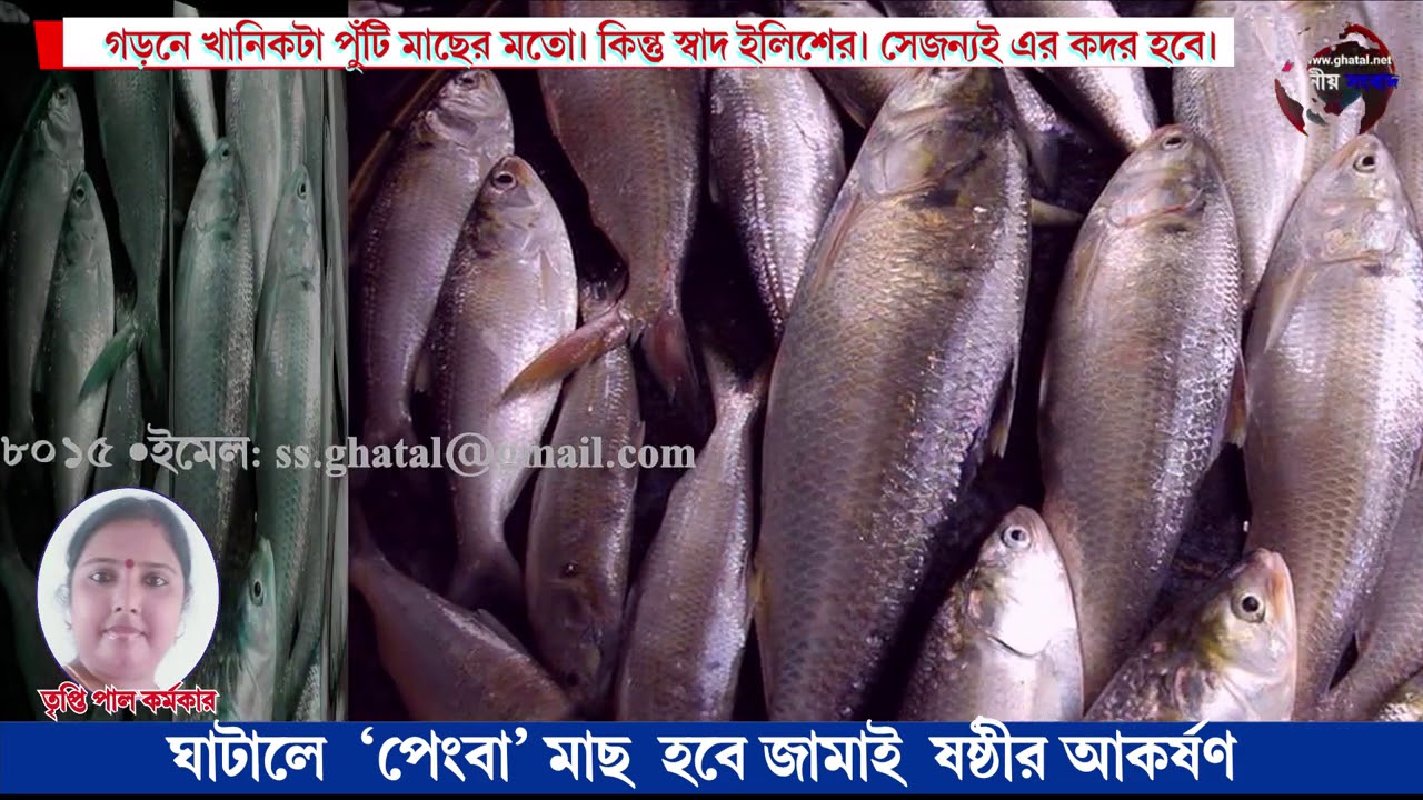 PENGBA FISH FARMING- very profitable fish farming in pond II ...