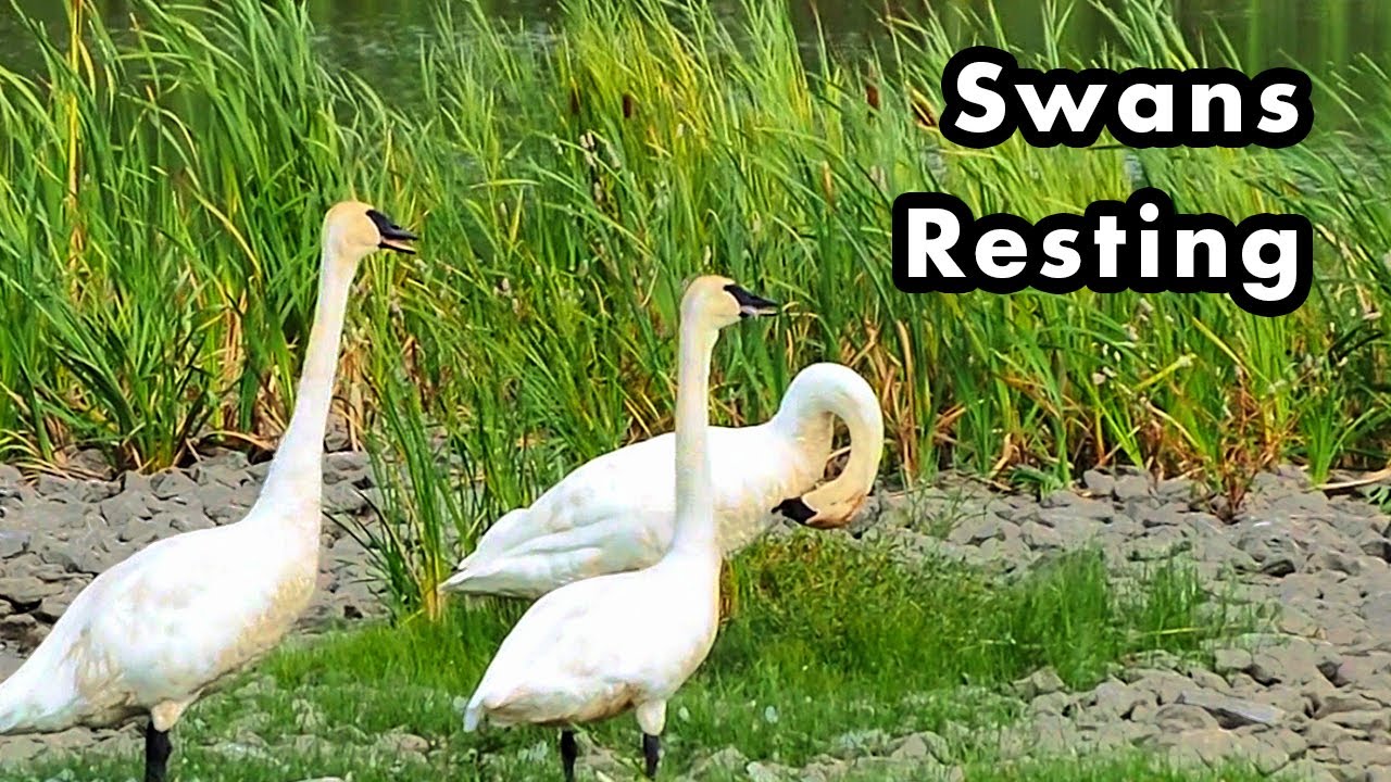 Swans Rubbing Their Bellies and Making Honking Sounds - YouTube