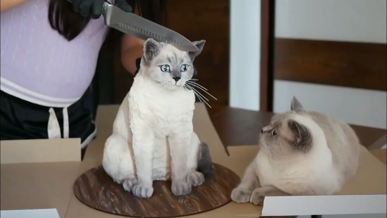 Shot On İphone Meme(If a cat-shaped cake is cut in front of the cat ...