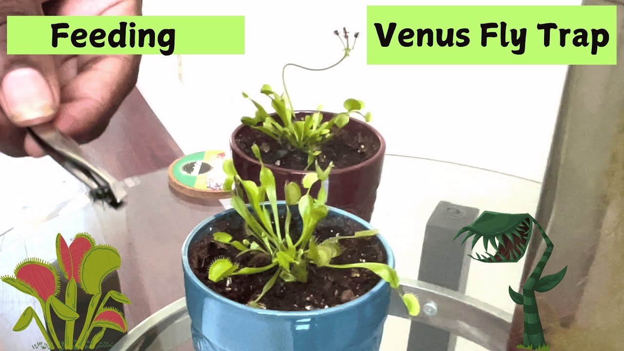 Feeding my Venus Fly Trap - YouTube