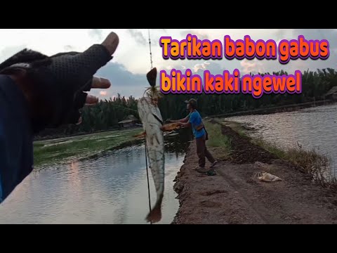 Viral mancing ikan gabus di spot yang masih perawan pakai umpan jitu