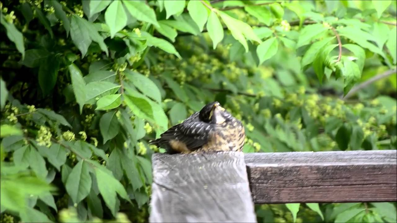 Young American Robin learning math on Khan Academy - YouTube