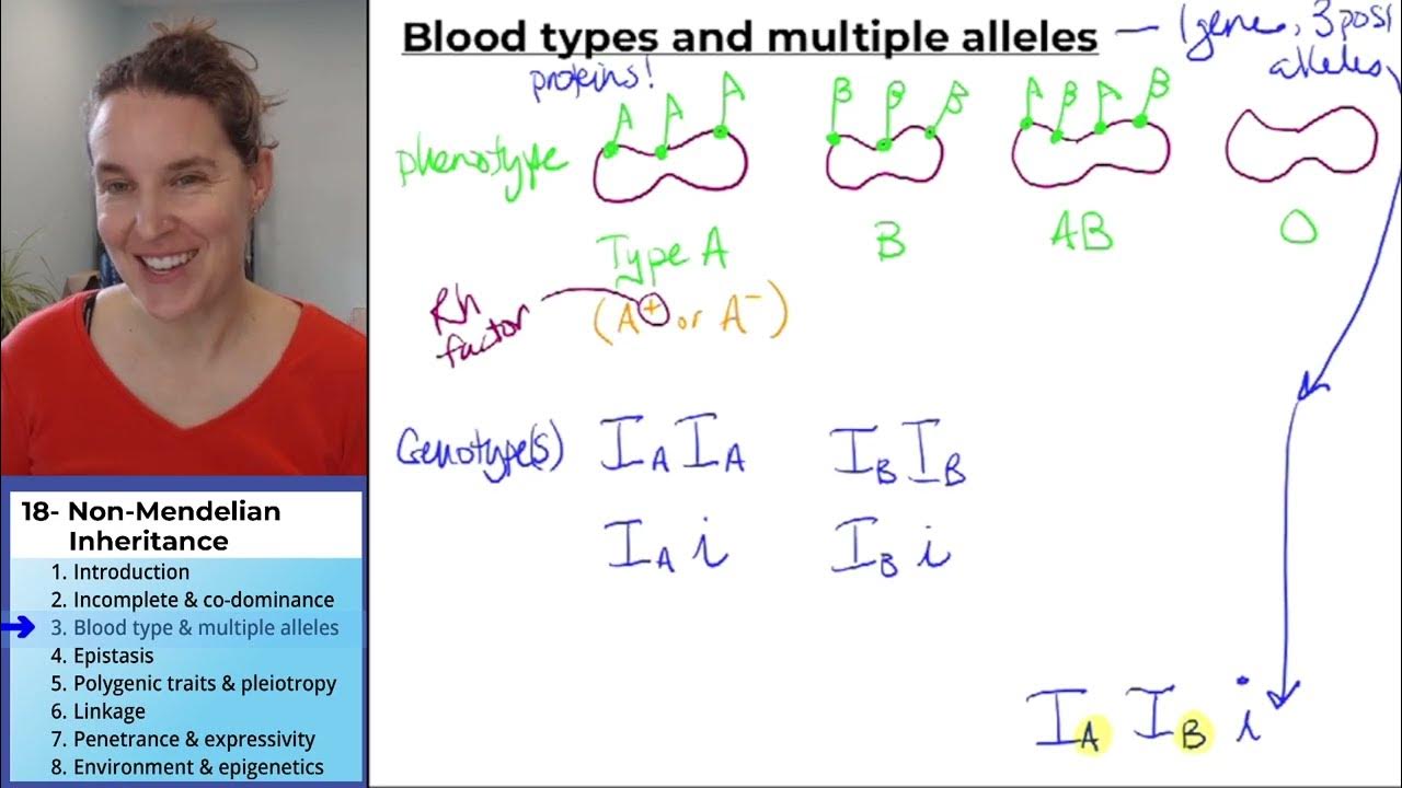 Non-Mendelian Inheritance 3- Blood type and multiple alleles - YouTube
