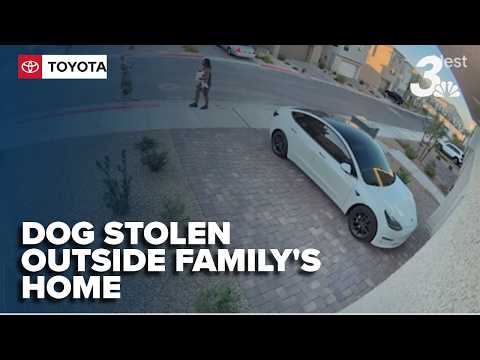 Surveillance footage shows man appearing to take a Las Vegas family's Pomeranian