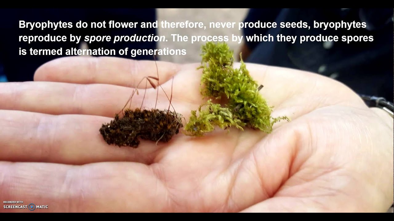 Plant Analysis - YouTube