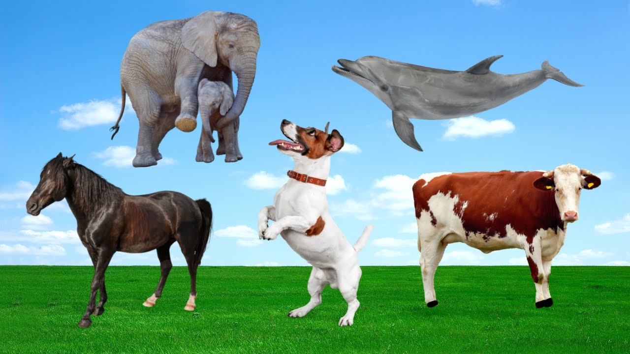 Horse, Elephant, Dolphin, Dog, and Cow: A Tale of Unity - YouTube