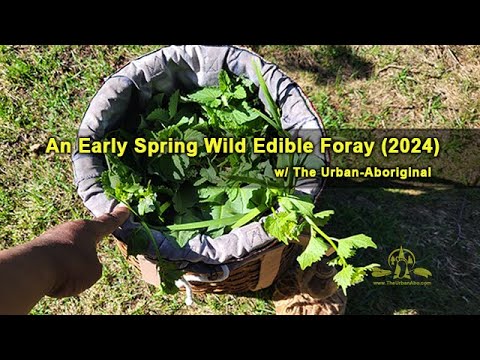 An Early Spring Wild Edible Foray (2024) - YouTube