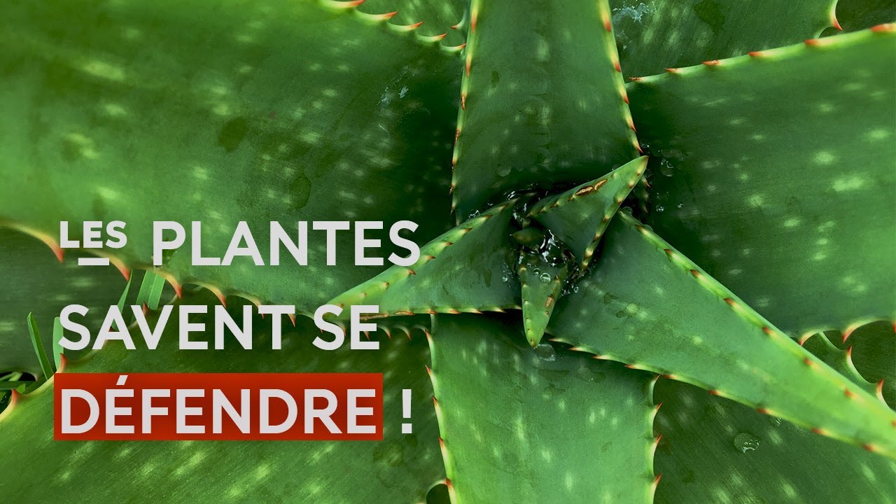 Les secrets des épines - YouTube