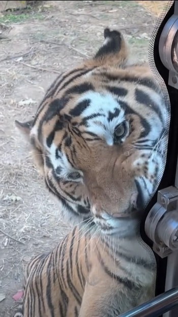 🐯🐯🐯Big tigers Wach kids baby #tiger #tigercub #cute #kitty #fyp #foryou ...