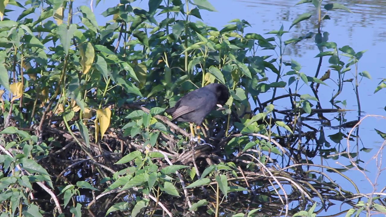 Common Coot Preening itself- Yapral Lake Secunderabad by Ghumakkad ...