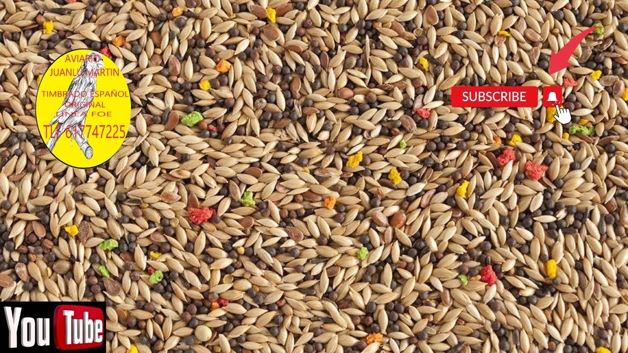 beneficios y propiedades de las semillas que damos a nuestros canarios ...