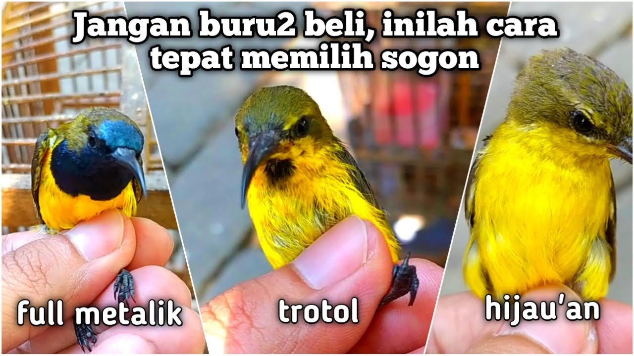 Mana yang paling tepat saat membeli sogon Hijauan, trotol, atau full ...