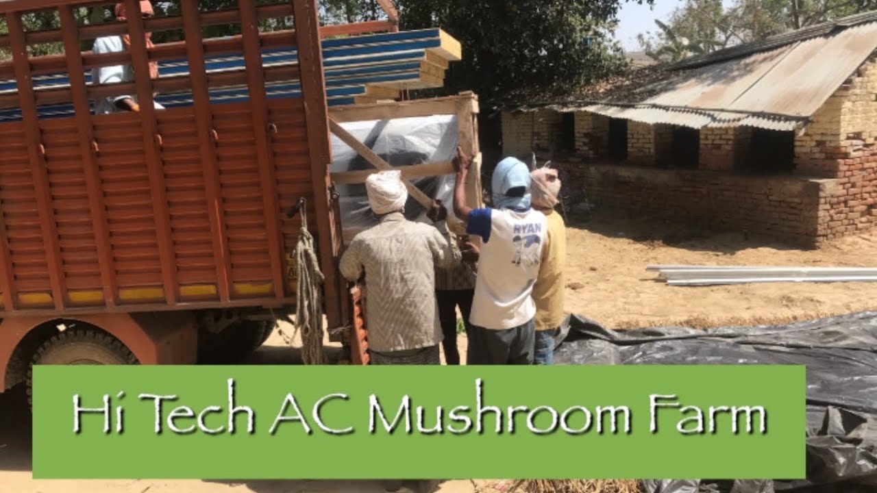 Button Mushroom Farming | Hi Tech Mushroom AC Plant | Puff Pannel - YouTube