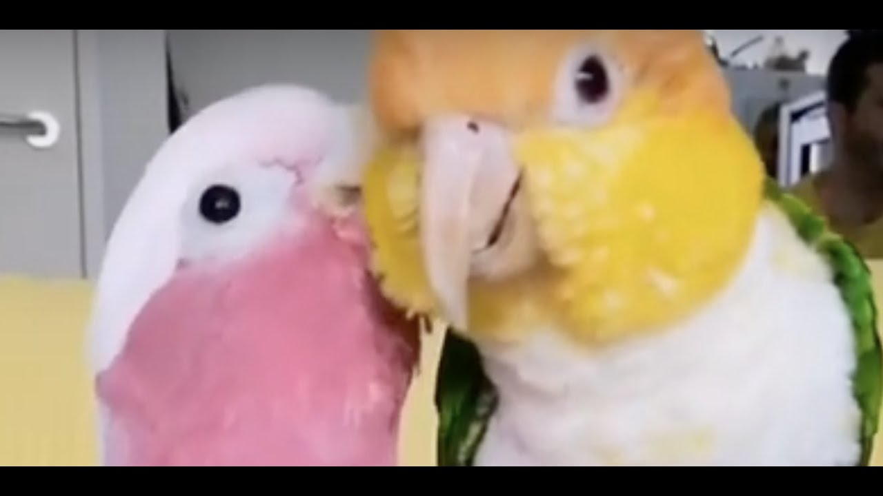 Compilation cute birds talking at home - YouTube