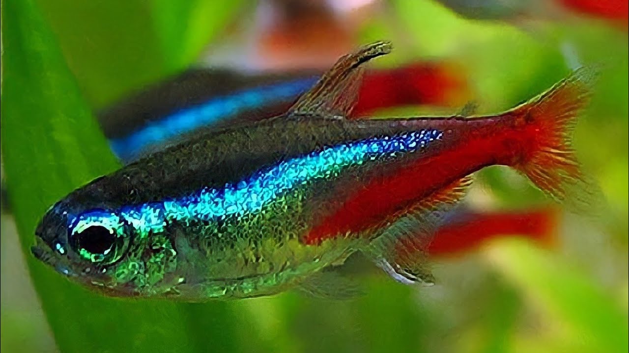 Kenapa Ikan Neon Tetra Gampang Sekarat? Berikut Penjelasannya - YouTube