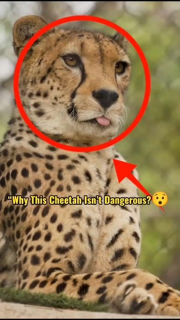 “Cheetah Facts That Will Shock You 😱 #animals #cheetah #facts #shorts ...
