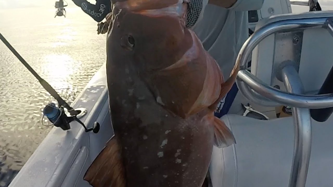 Big Red Snapper and Red Grouper Surprise - YouTube
