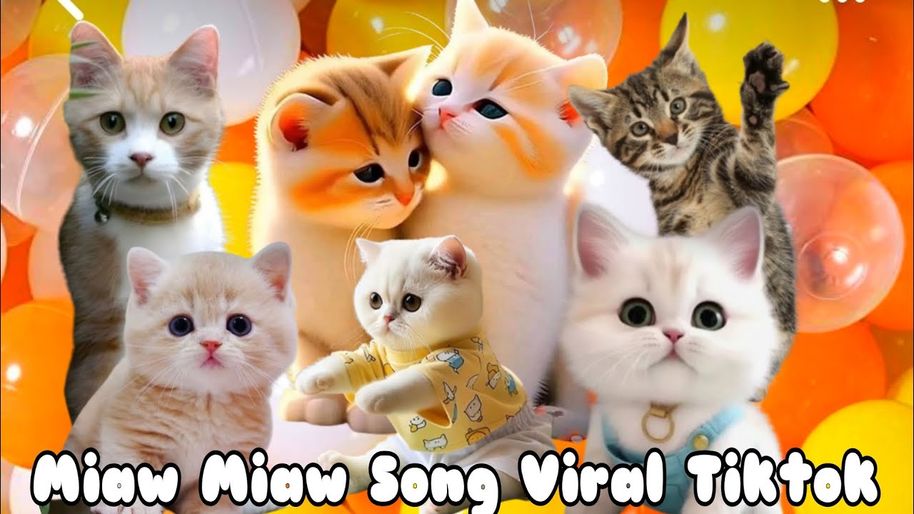 MIAW MIAW SONG VIRAL TIKTOK ‼️ KUCING MEONG MEONG ‼️ KUCING MOCI SEDIH ...