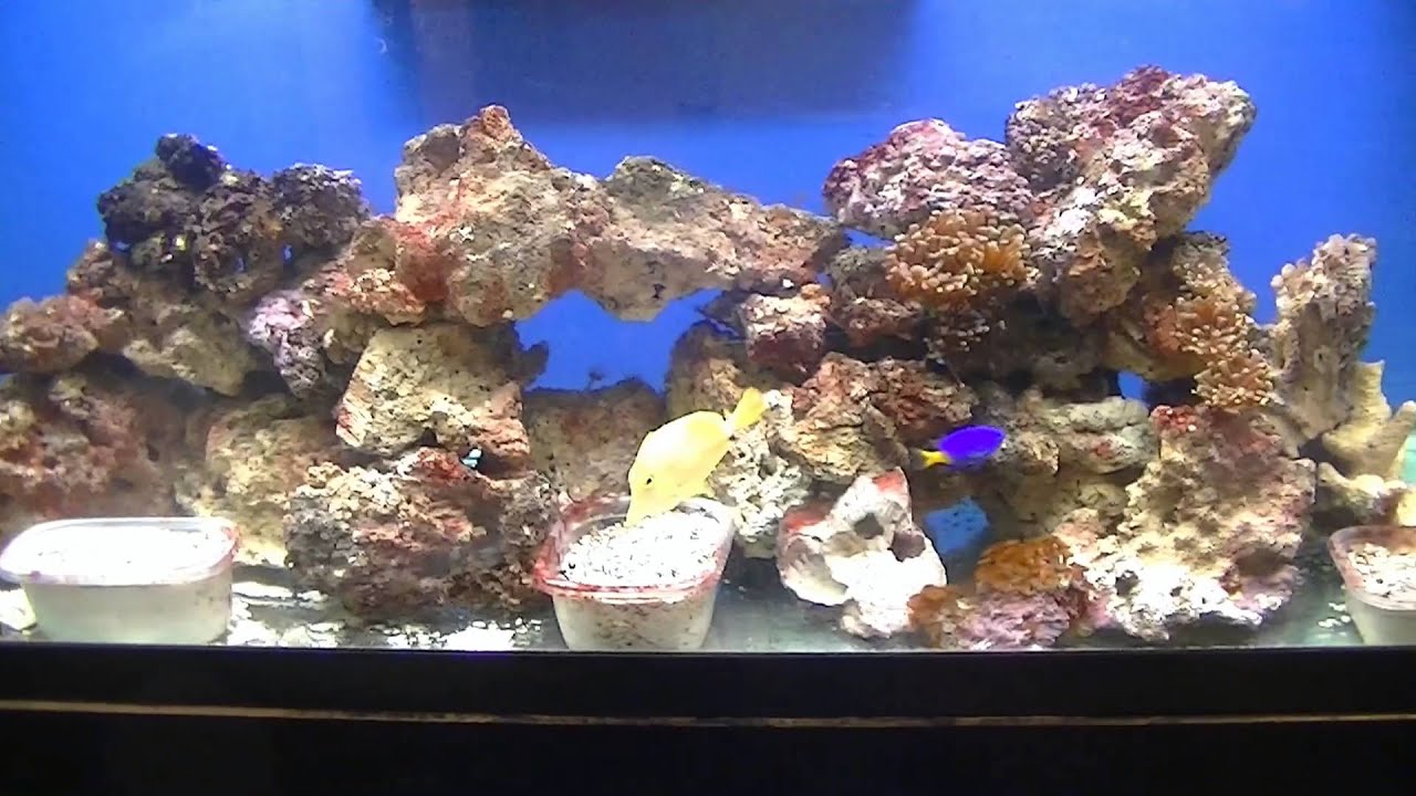 75 Gallon Reef Tank Walkthrough - YouTube
