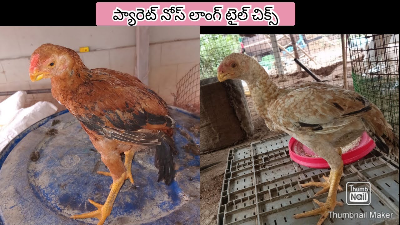 Parrot Beak Long Tail Chicks | 8179429301 | Vidoe 2227 | Rythu Market 2 ...
