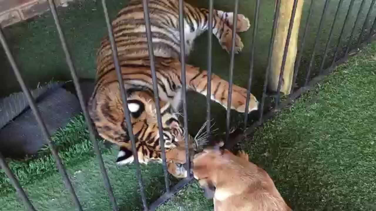 Friends, tiger and dog ! - YouTube