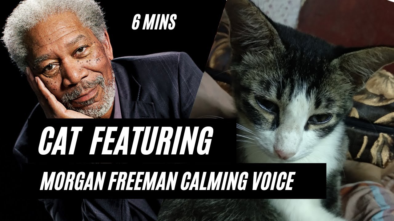 Cat featuring Morgan Freeman calming voice. Good for releasing stress ...