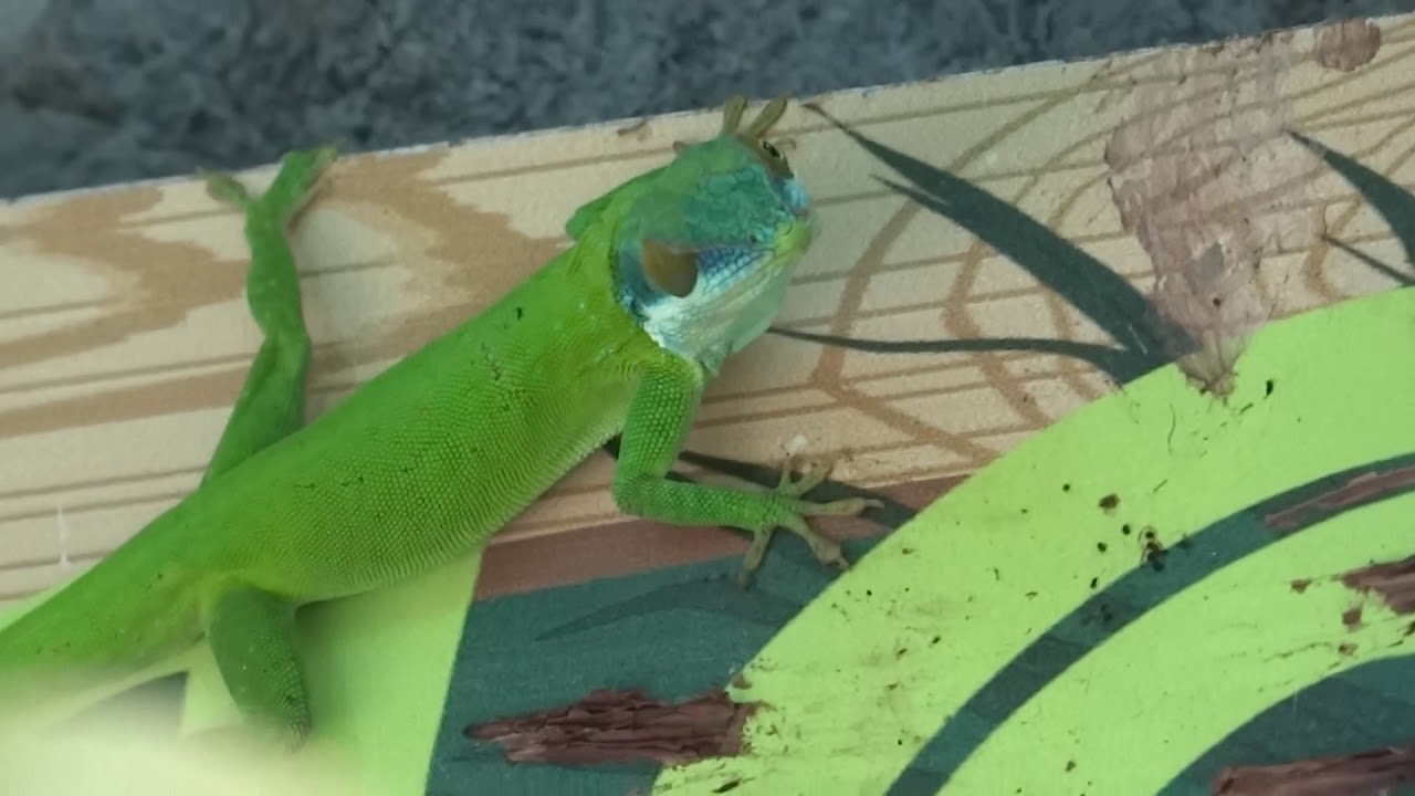 Anolis allisoni (Allison's anole, Blue-headed Anole - Lagartija cabeza ...