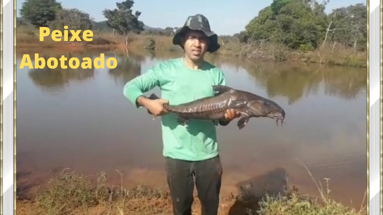 PEIXE ABOTOADO - YouTube