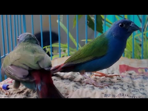Tricolour finch breeding||Parrot finches||Exotic Finches breeding ...