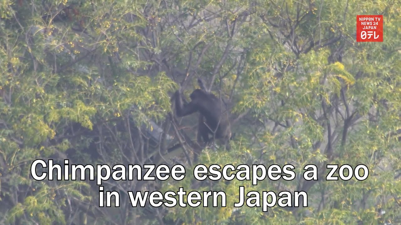Chimpanzee escapes a zoo in western Japan - YouTube