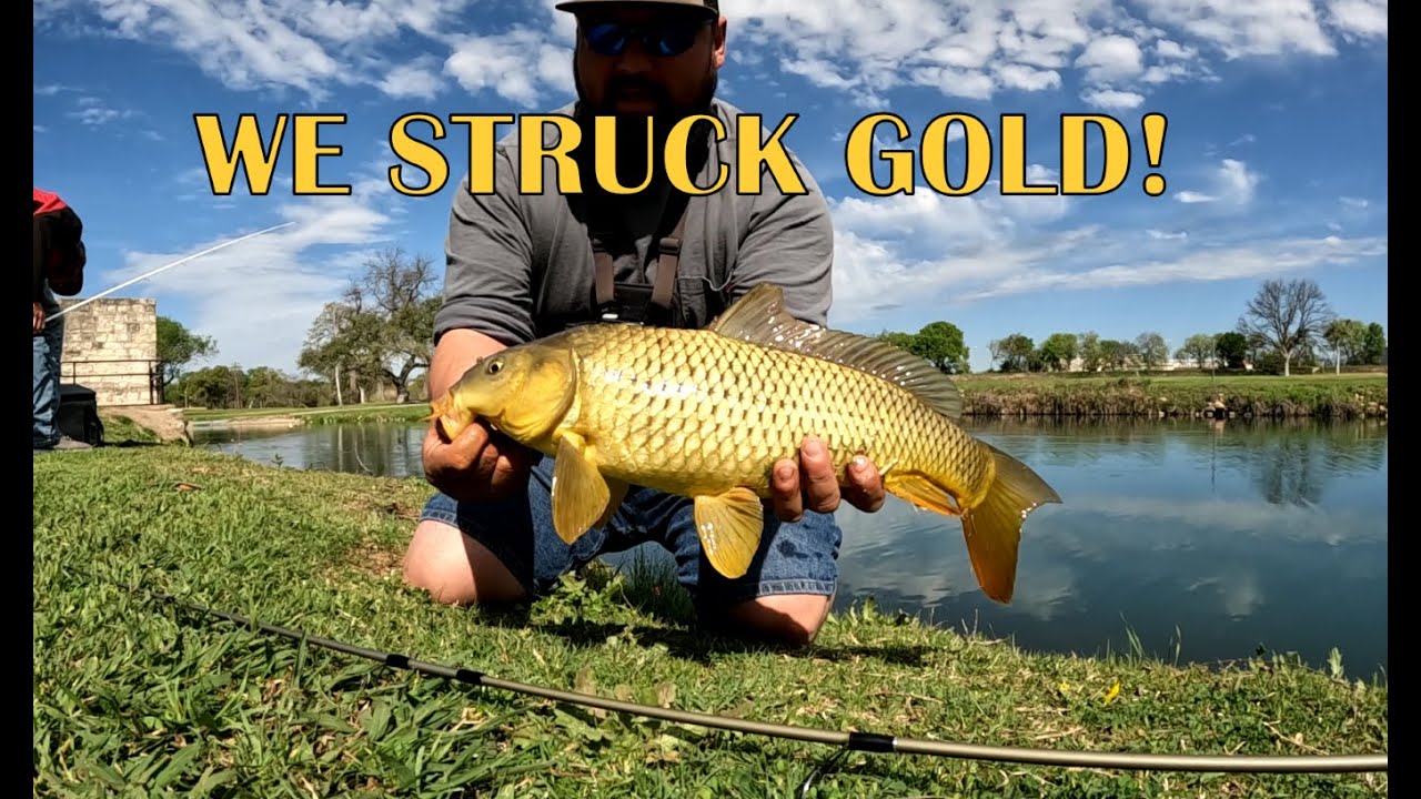 Huge Goldfish on Ultralight Tackle! #fishing #goldfish #carpfishing ...