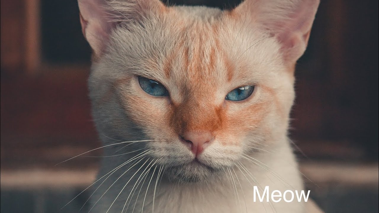 Cat Meow Sounds | Animal Sounds | Deep Sleep | White Noise | Relaxing ...