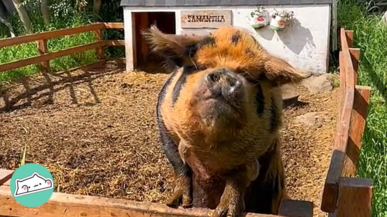 Neglected Pig Finds her Forever Home | Cuddle Friends - YouTube
