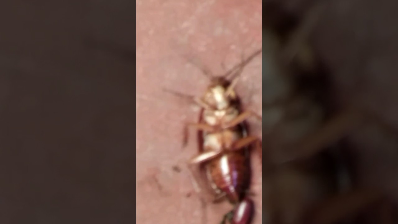 La cucaracha poniendo su huevo - YouTube