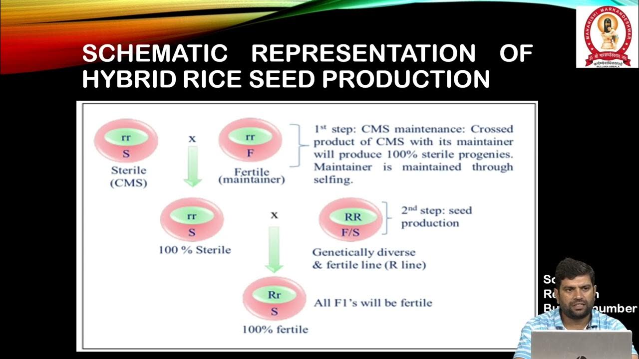 Hybrid Rice Seed Production Technology- by Dr. Akshay Kumar Vats - YouTube