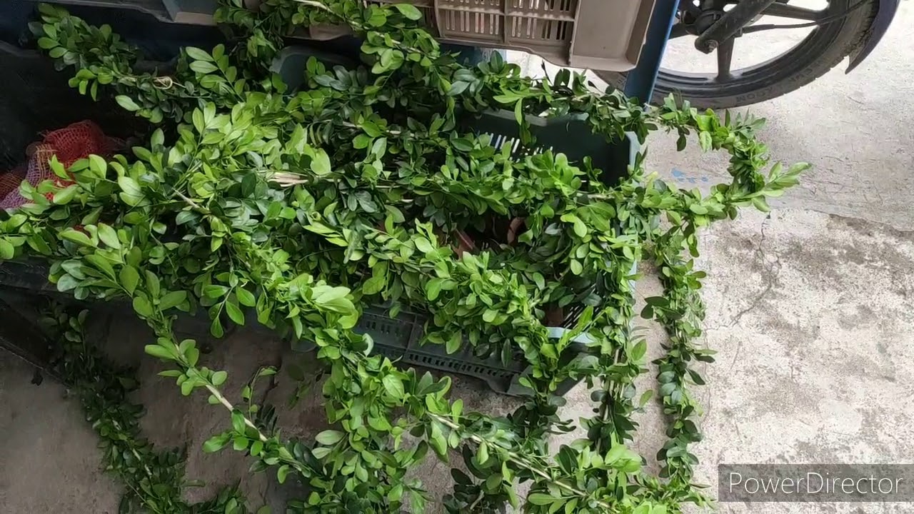 Beli patta ka use kese kare||beli patta ka ki lari/mala kese banaye ...