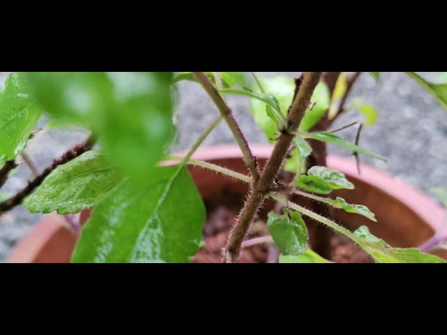 Oneplus Nord CE 5G 4K Video Camera Sample Test