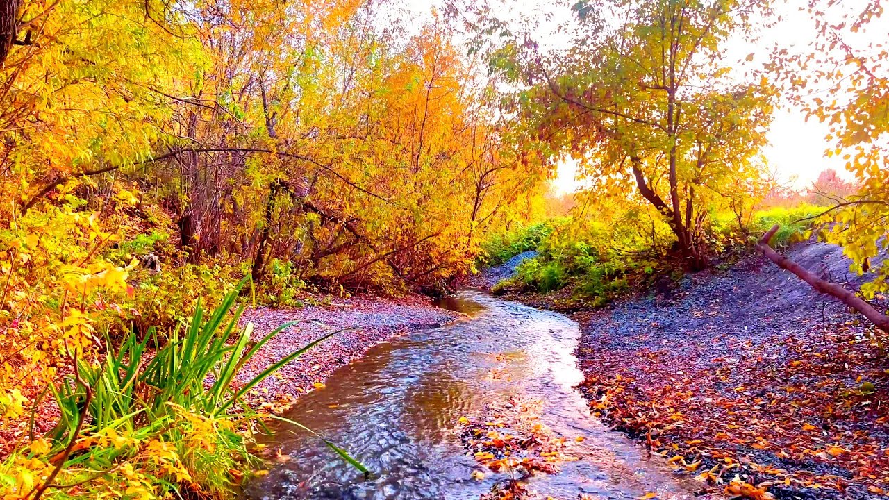 Relaxing Autumn Brook Sounds 🍁 10 Hour Soothing Nature Scenery for ...