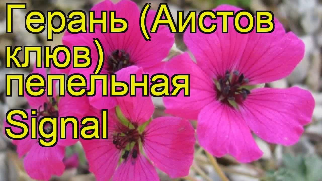 Герань пепельная Сигнал. Краткий обзор, описание характеристик geranium ...