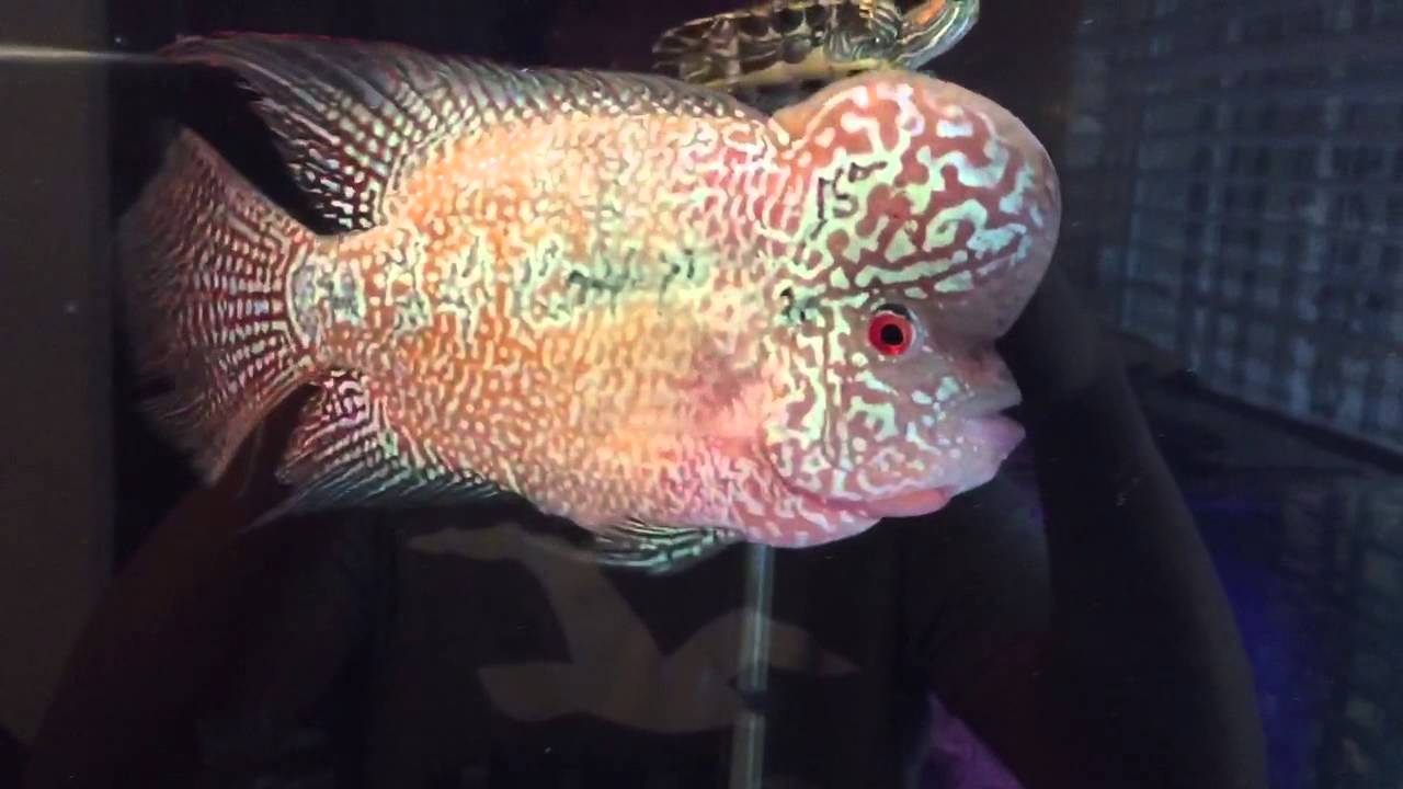 AMG King Kamfa Flowerhorn Fish - YouTube