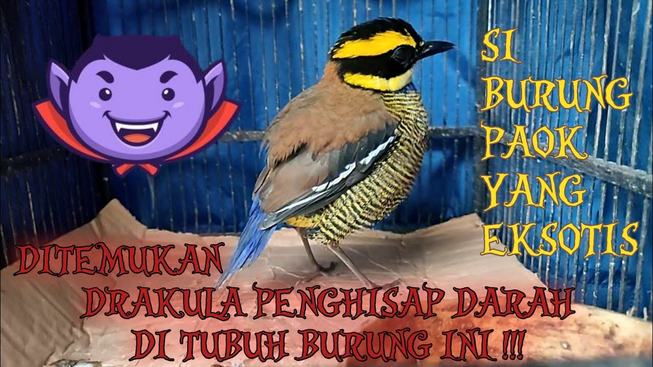 CARA MUDAH MELOLOH BURUNG PAOK PANCAWARNA - YouTube