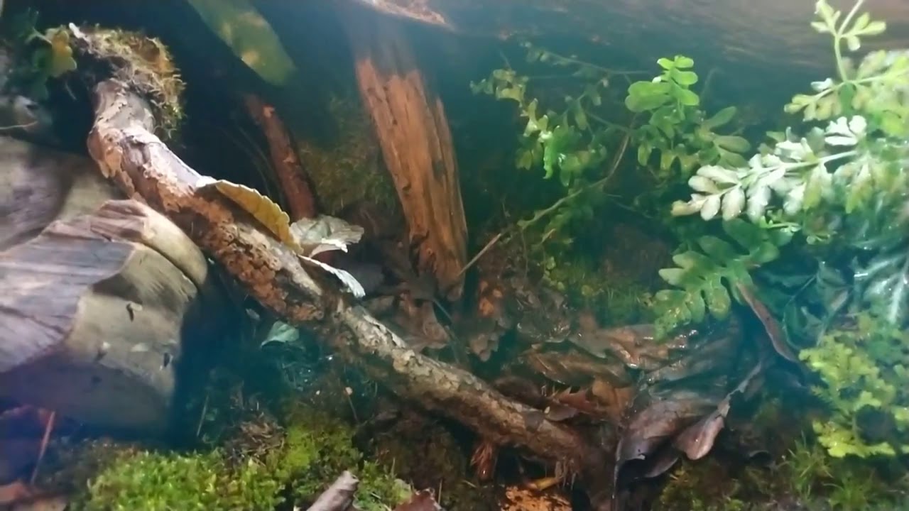 New bamboo rat snake cage - YouTube