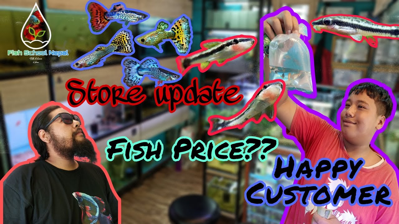 Budget-Friendly Aquarium Fish! Latest Prices Revealed! Happy Customer ...