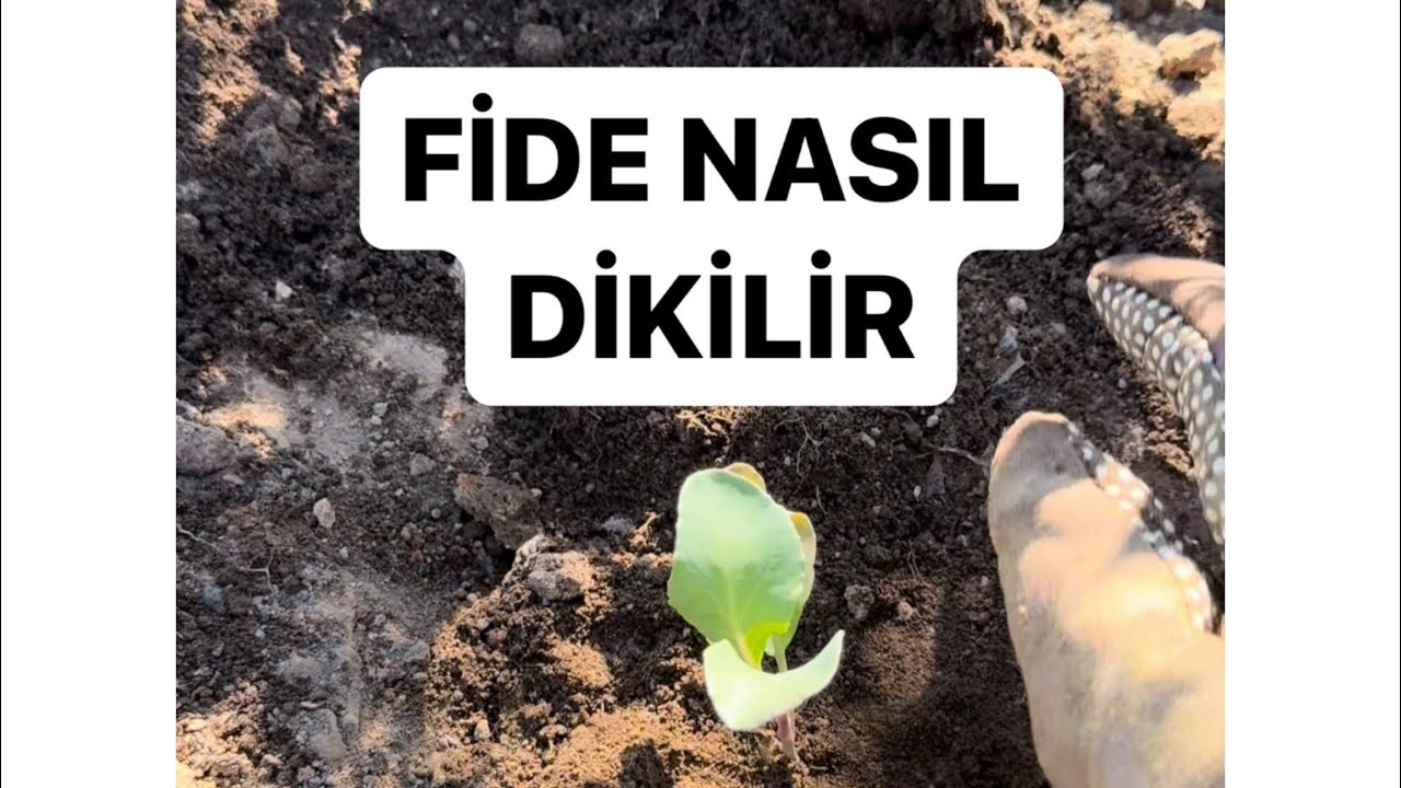 FİDE NASIL DİKİLİR, FİDE ARALIKLARI NE KADAR OLMALI - YouTube