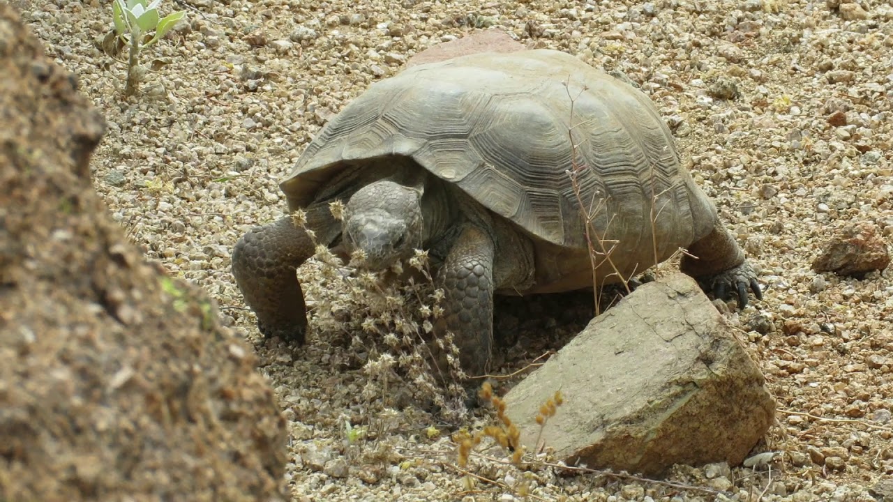 Desert tortoise (Gopherus morafkai) eating senescent plant and shunning ...