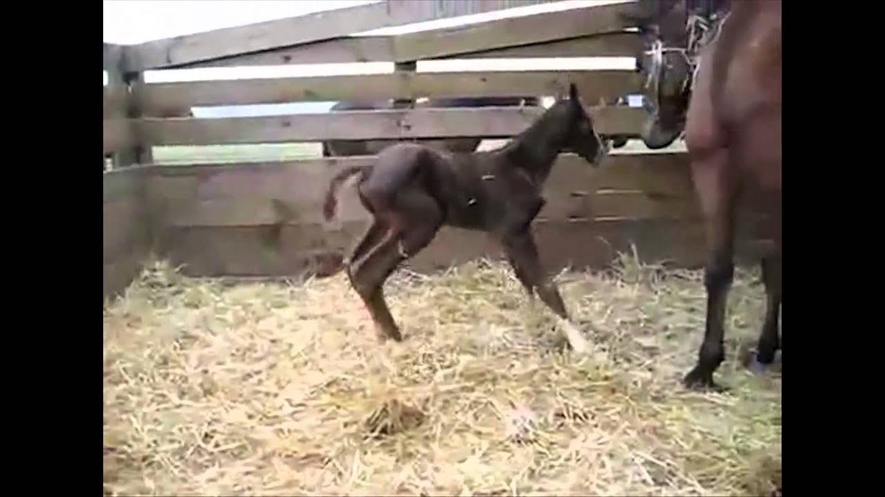 Newborn Baby Colt Video | Who Charted? | Video Podcast Network - YouTube