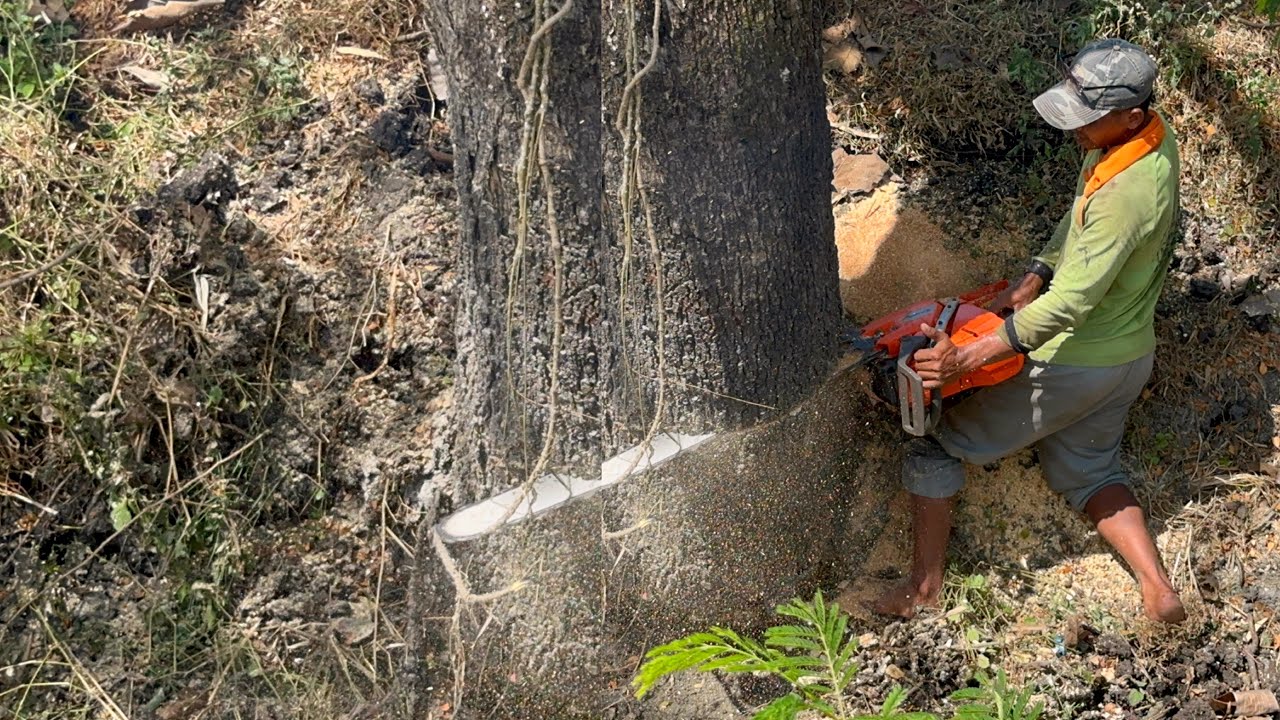 Tree cutting skill... Cut down 3 trembesi trees quickly and easily ...