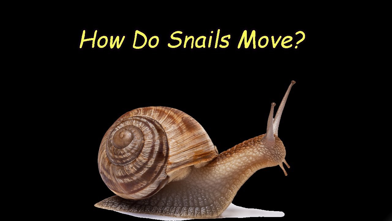 How Do Snails Move? - YouTube